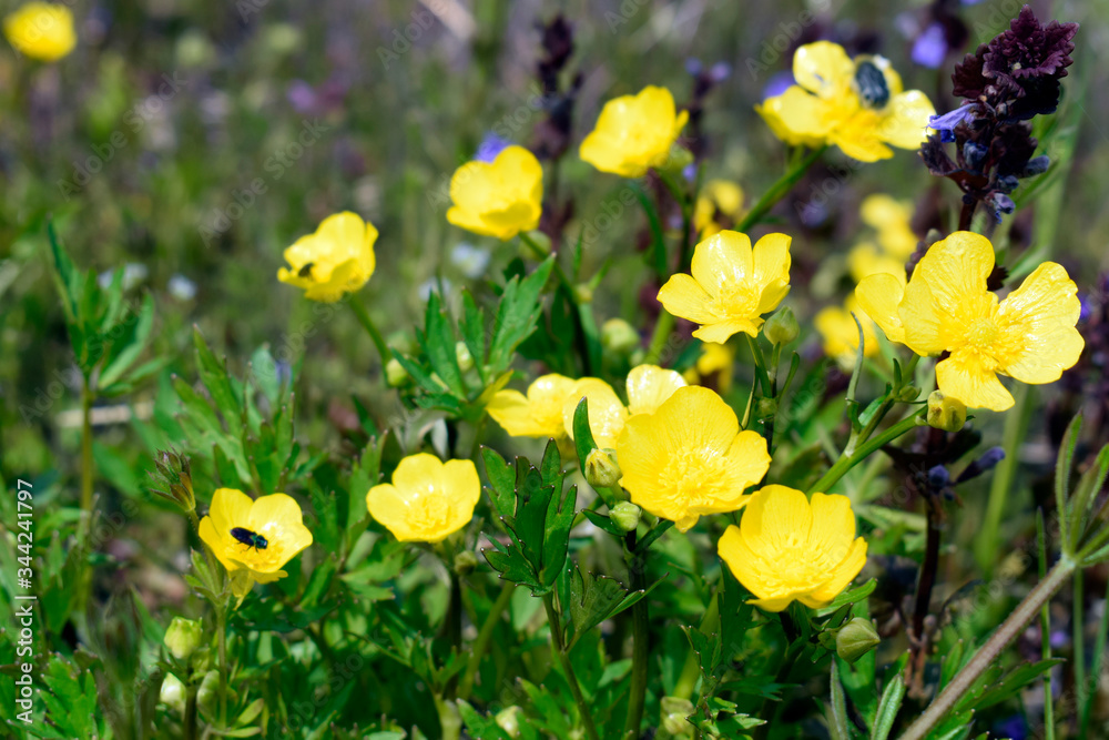 Buttercup is caustic (Ranúnculus ácris) - a perennial herbaceous plant ...
