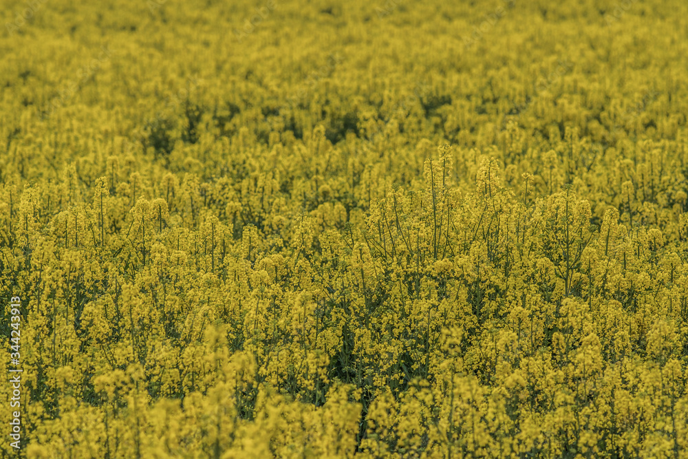 pole rzepaku kwitnącego na żółto Stock Photo | Adobe Stock