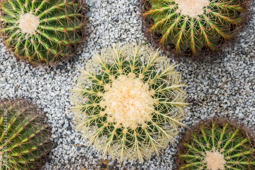Green Golden Barrel Cactus garden. Cactus diversity in different forms ...