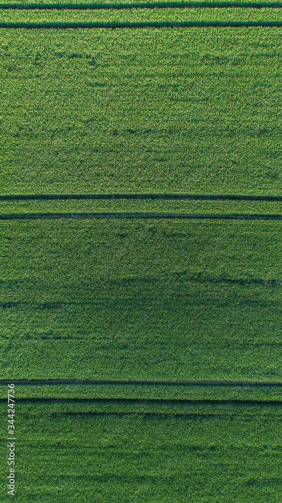 green grass texture vertical Stock Photo | Adobe Stock