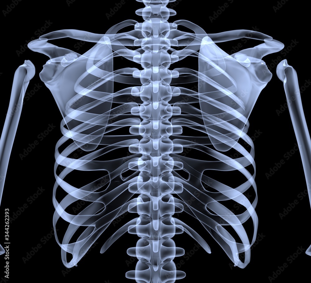 anatomy, human, roentgen, skeletal, anatomical, bone, image, medical ...
