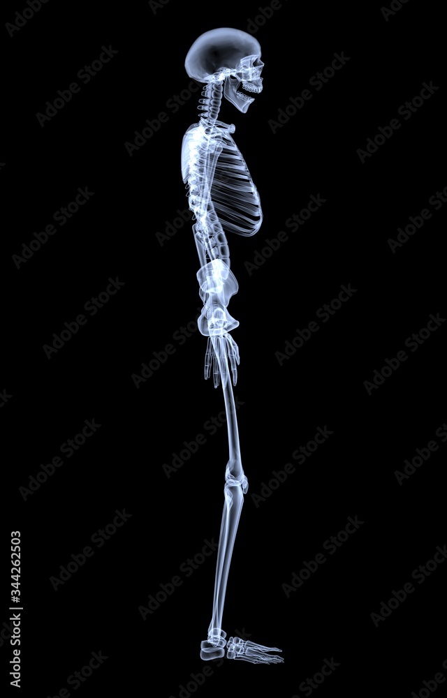 anatomy, human, roentgen, skeletal, anatomical, bone, image, medical ...