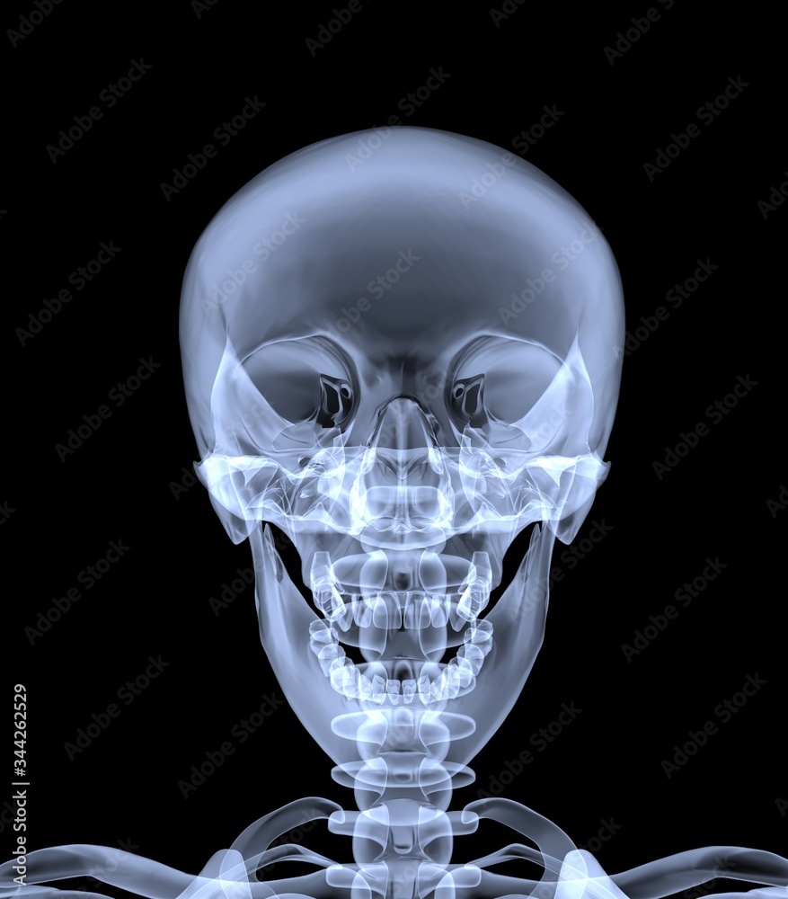 anatomy, human, roentgen, skeletal, anatomical, bone, image, medical ...
