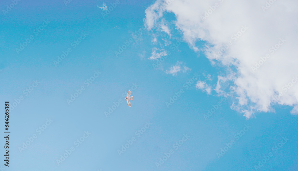 Fotografía de un papalote volando en el cielo azul rodeado de nubes ...