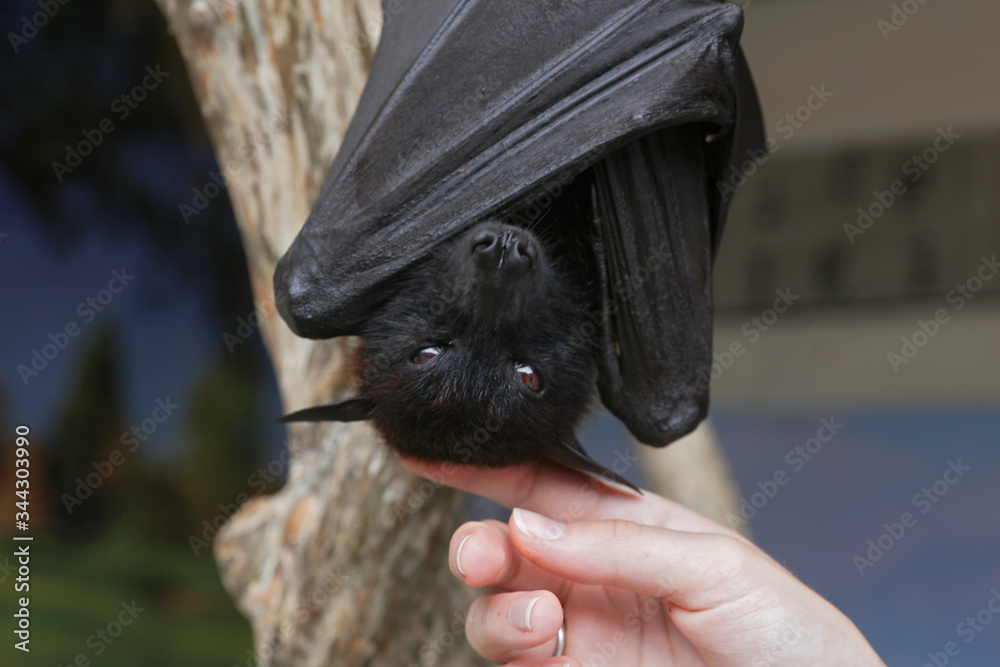 Foto Stock Woman tourist touching a Bat , Flying fox. Risk of infection ...