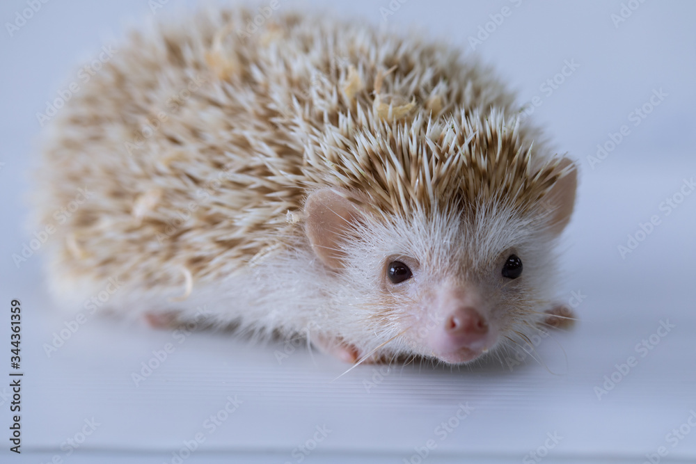 Beautiful hedgehog on a white background, A hedgehog is any of the ...