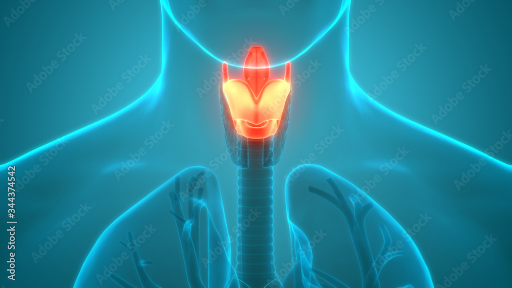 Human Respiratory System Larynx and Pharynx Anatomy Stock Illustration ...