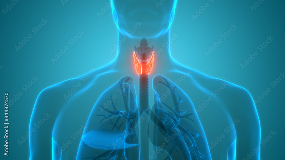 Human Glands Lobes of Thyroid Gland Anatomy ilustração do Stock | Adobe ...