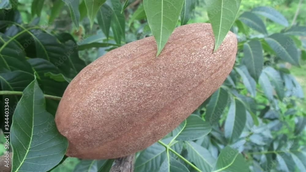 Close up swietenia mahagoni (mahoni, mauni) flower with natural ...