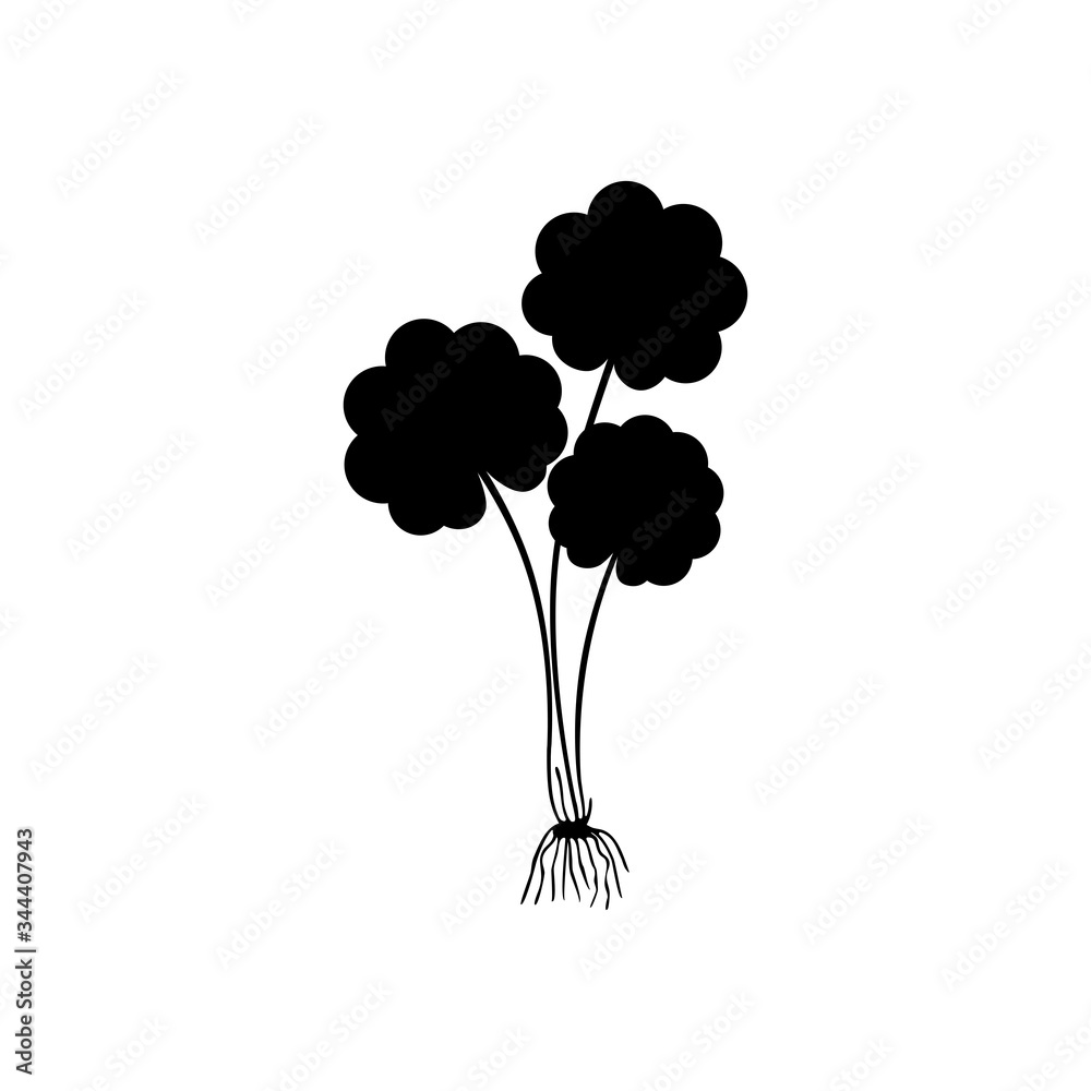 Gotu Kola Medicinal Plant Centella Asiatica Which Is Known As Gotu Kola Isolated On White