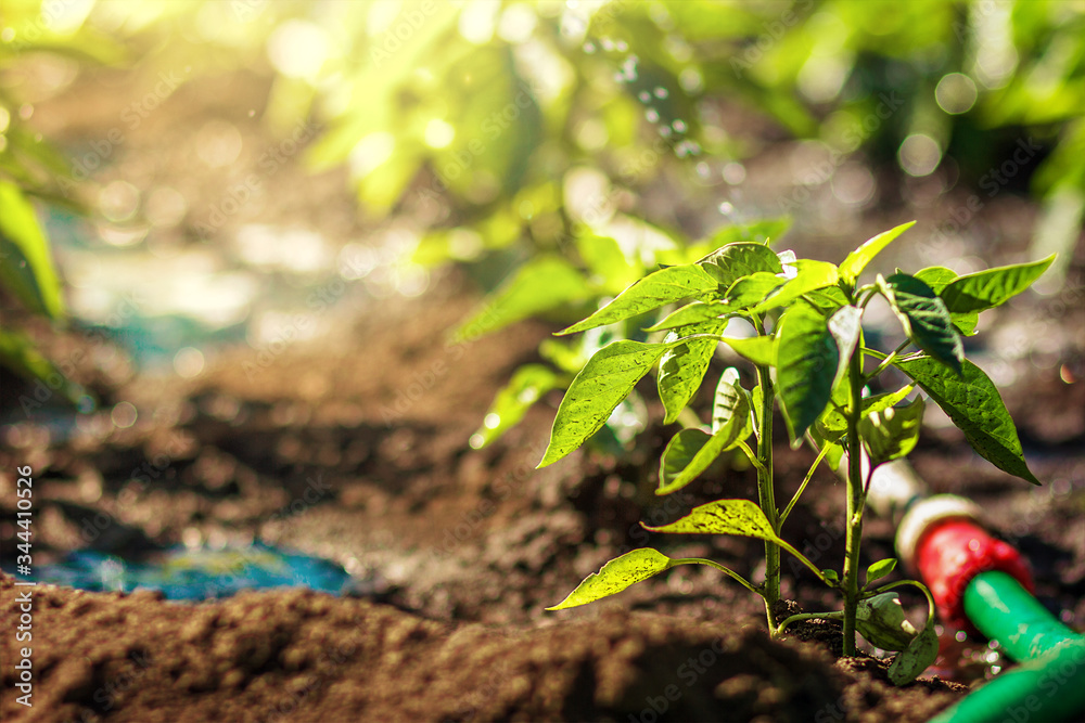 Irrigation system in the garden with the water drops from the valves ...