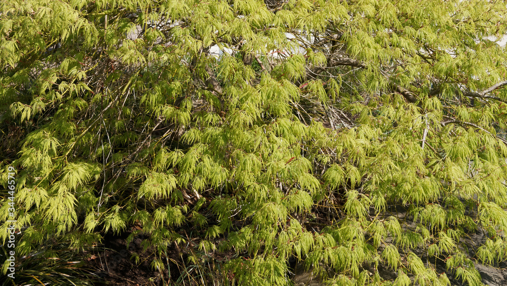 Acer palmatum dissectum 'Viridis' | Erable palmé 'ciselé' du Japon ou ...