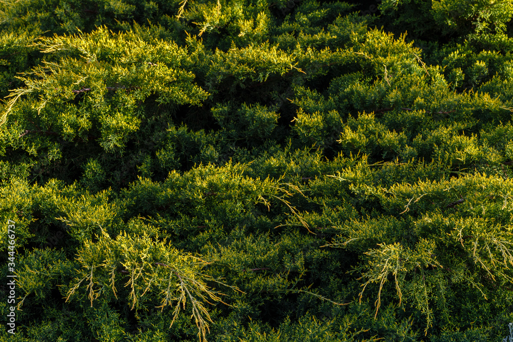 Juniperus horizontalis. Enebro rastrero. Sabina rastrera. Detalle de ...