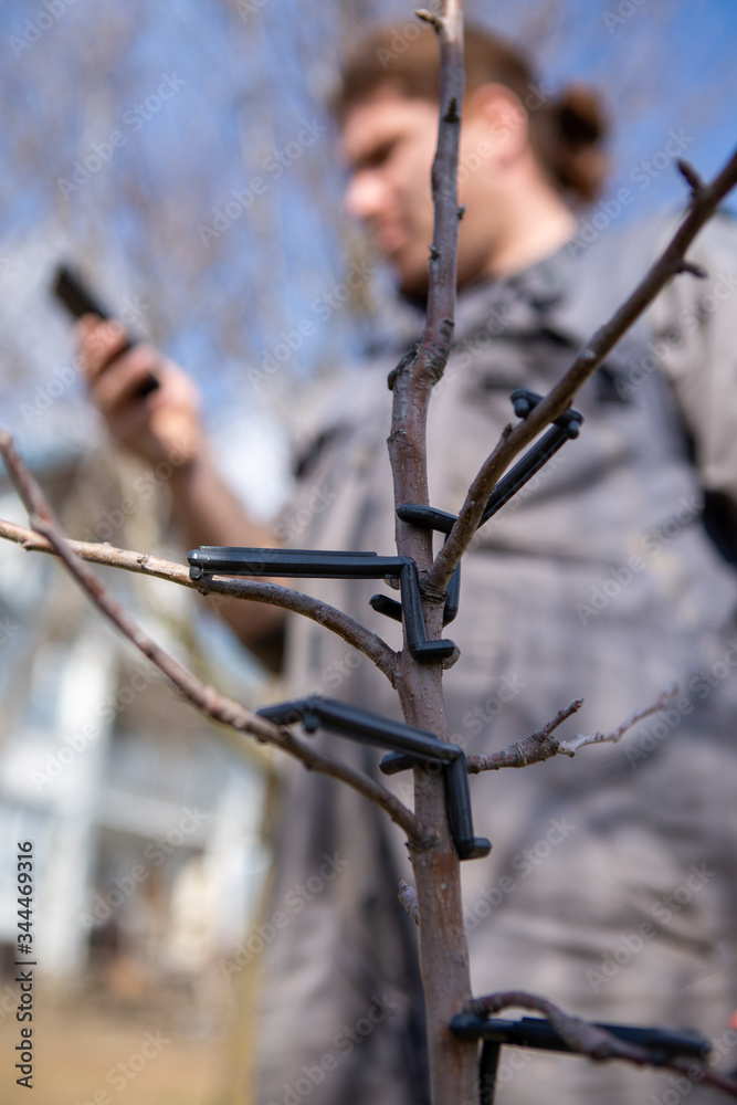 Focus on young fruit tree. Behind the tree is a man on his phone ...