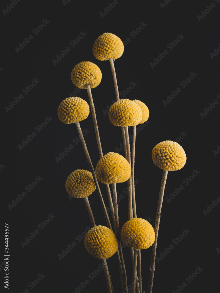 Craspedia flowers in retro style on a black background. Series of ...