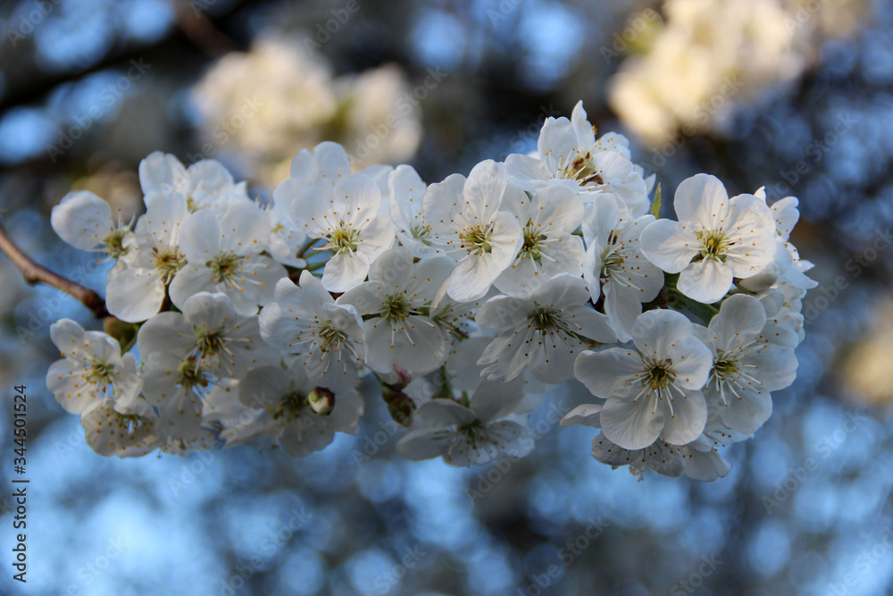 Beautiful spring flowering cherry tree branches on the background of ...