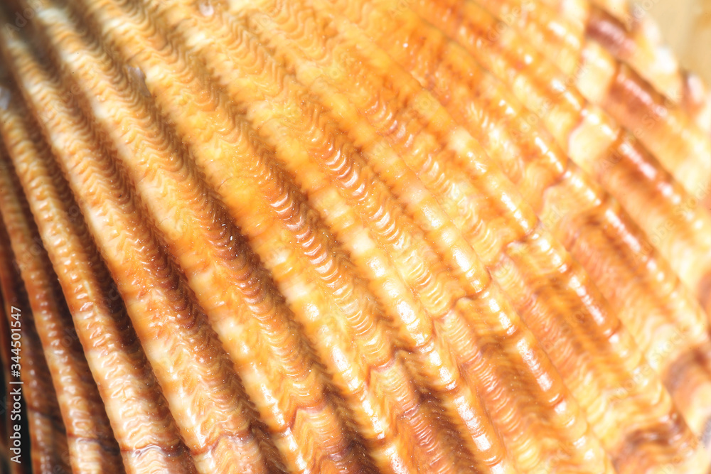 Detail macro of a marine seashell. Amazing colorful shell and luxury ...