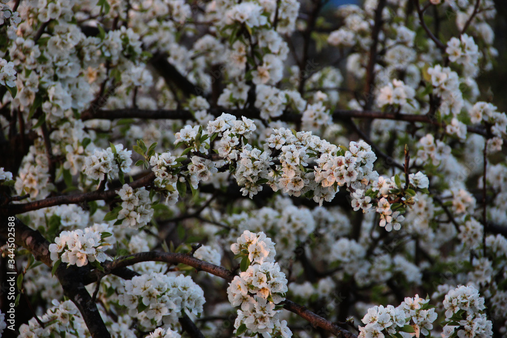 Beautiful spring-flowering. Pear blossom. Fruit Trees Bloom In The ...