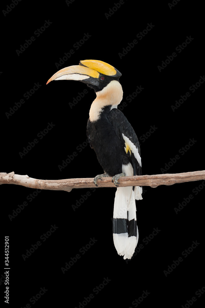 Great Hornbill, Buceros bicornis also known as the concave-casqued ...