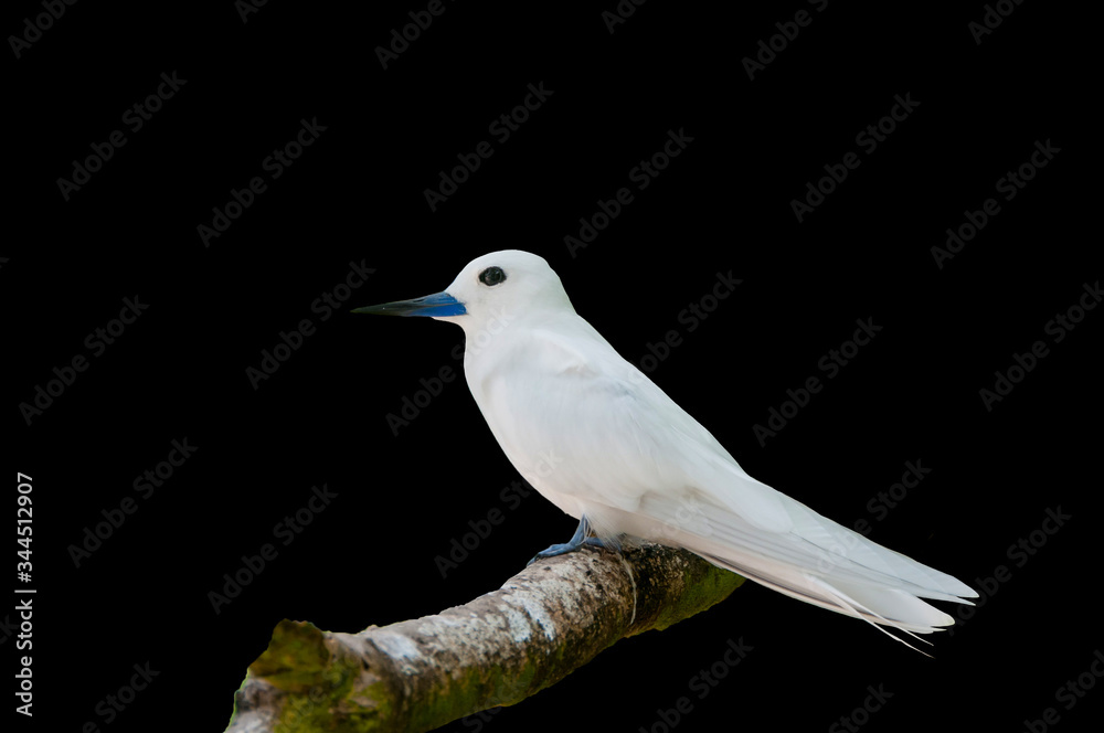 White stern, Gygis alba, a small seabird found across the tropical ...