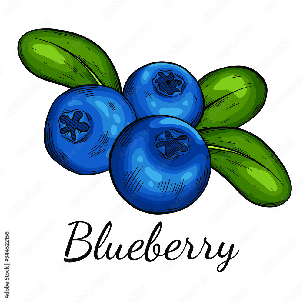 Blueberry hand drawn vector illustration. Sketch style drawing isolated ...