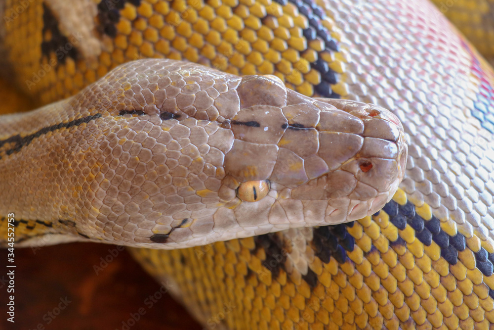 Portrait of a Albino reticulated python snake. Beautiful reptile ...