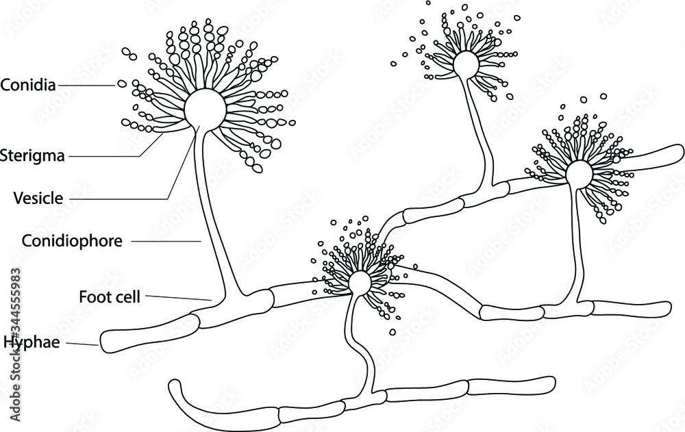 Structure of Aspergillus under microscope Stock Vector | Adobe Stock