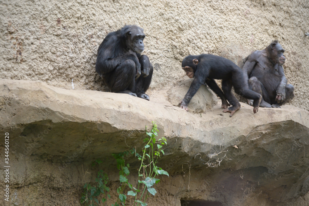 Affen, Schimpansen Stock Photo | Adobe Stock