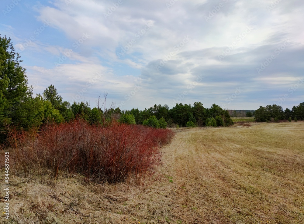 Briar Bush