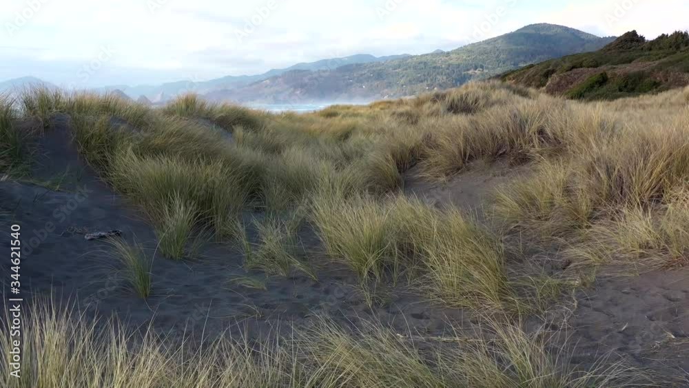 Grass blowing in the wind in Ophir beach, Oregon with the blue pacific ...
