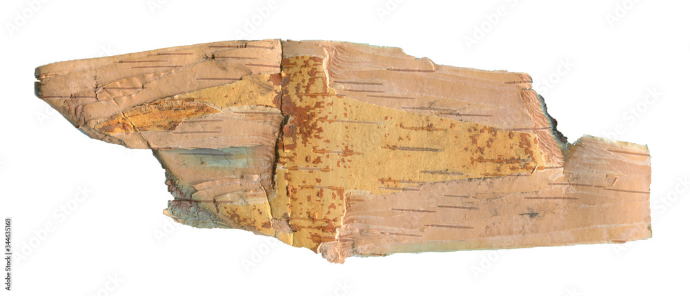 Natural wood texture background with raw birch textures for forestry ...