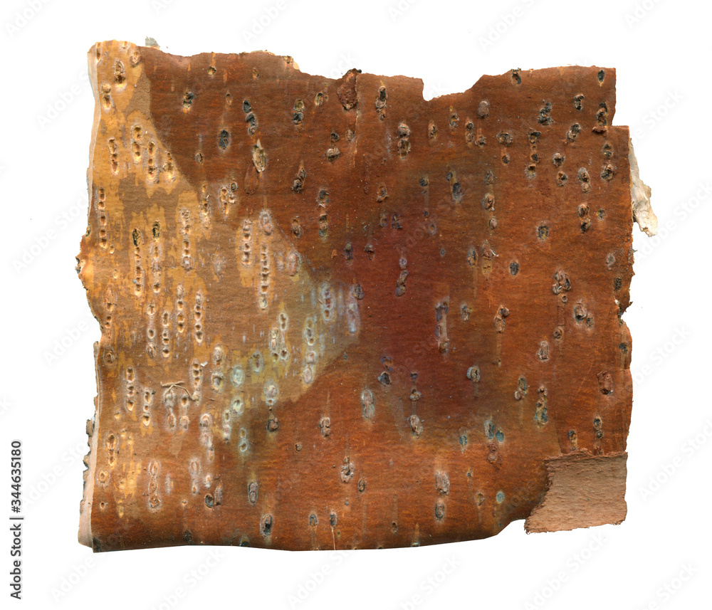 Natural wood texture background with raw birch textures for forestry ...