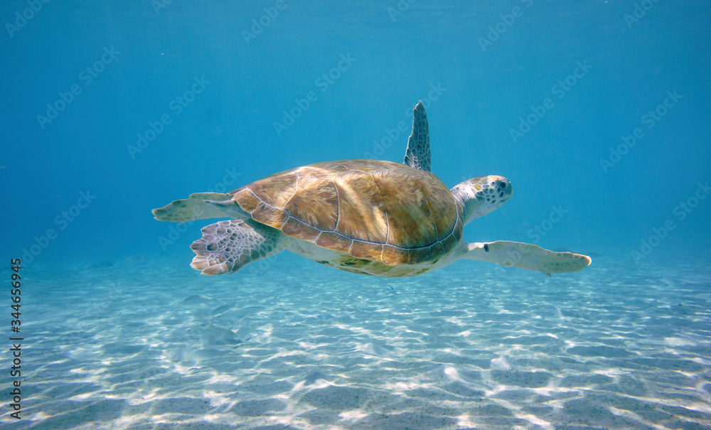 Beautiful Sea Turtle Swimming In The Caribbean Sea. Blue Water. Relaxed ...