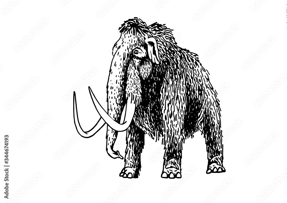 Graphical sketch of mammoth isolated on white background, vector ...
