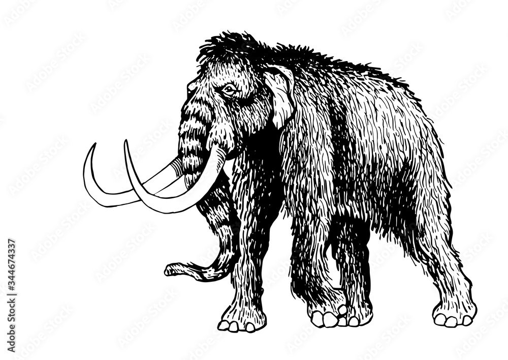 Graphical sketch of mammoth isolated on white background, vector ...
