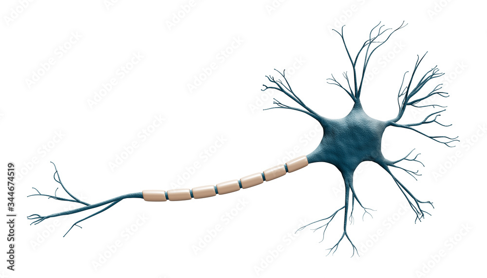 Generic blue neuron cell model isolated on a white background with copy ...