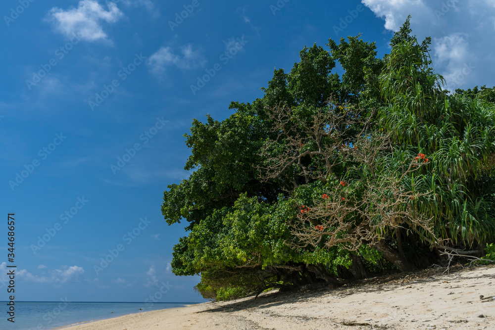 Huge lush interesting tree at untouched beach perfect shade under it on ...