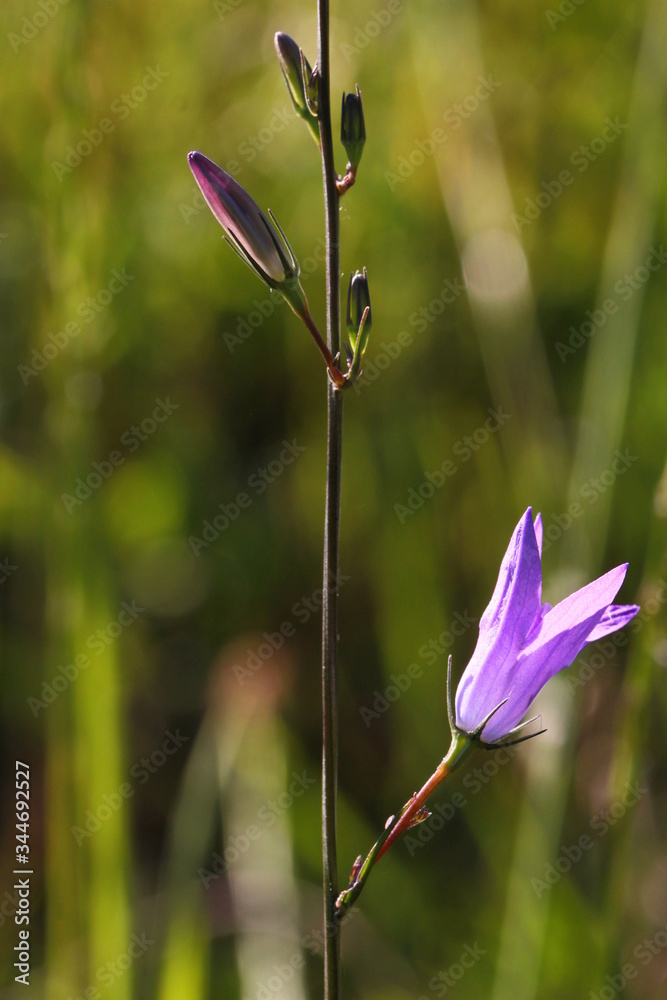 Rampion bellflower ( Campanula rapunculus ) detail with stem, buds and ...