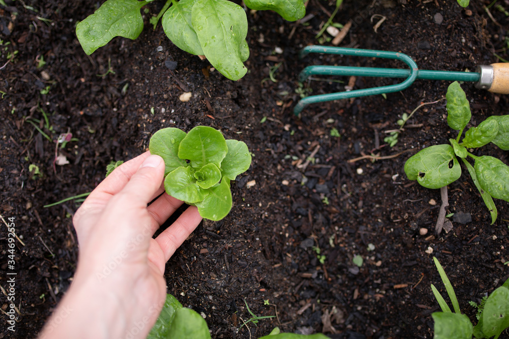 Planting vegetable urban garden on roof and hand-held garden rake ...