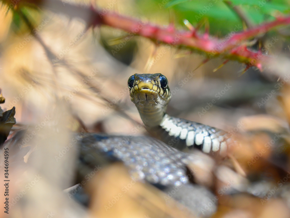 Grass Snake (Natrix natrix) macro photo, facing the camera. Nice snake ...
