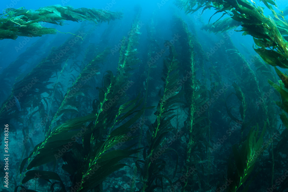 Forests of giant kelp, Macrocystis pyrifera, commonly grow in the cold ...