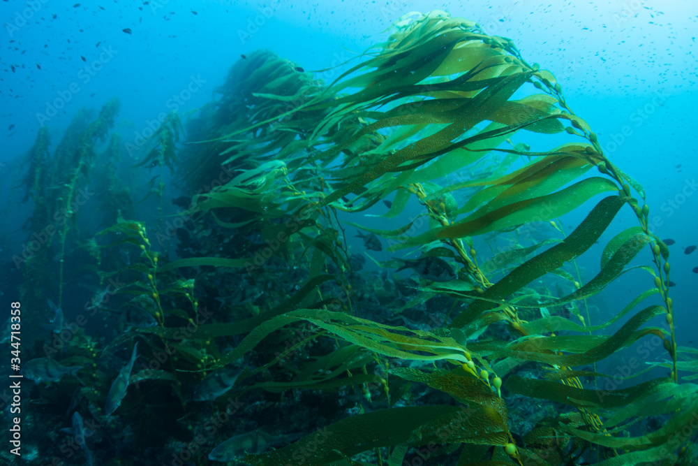 Forests of giant kelp, Macrocystis pyrifera, commonly grow in the cold ...