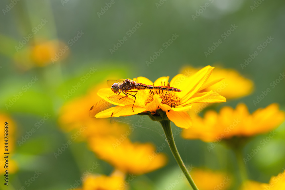 .Dragonfly. Macro. A large dragonfly sits on a yellow flower. Summer ...