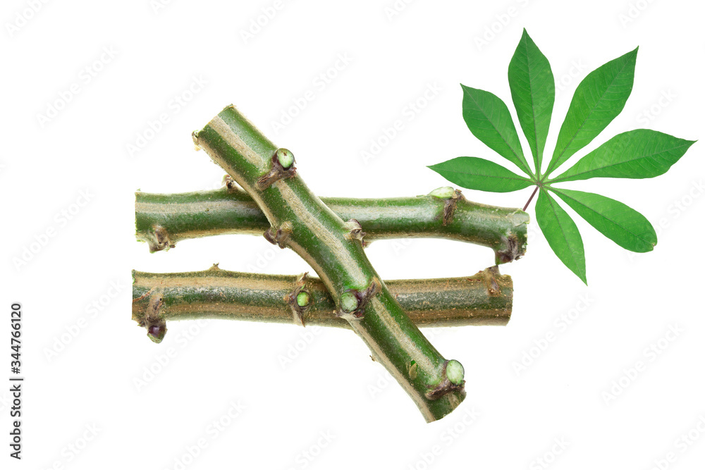 Photo & Art Print Close up cassava branch tree isolated on white ...