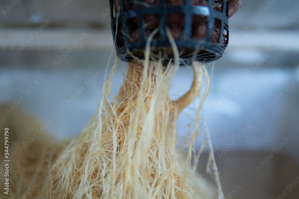 Deep water culture. Growing cannabis indica. cultivation cannabis ...