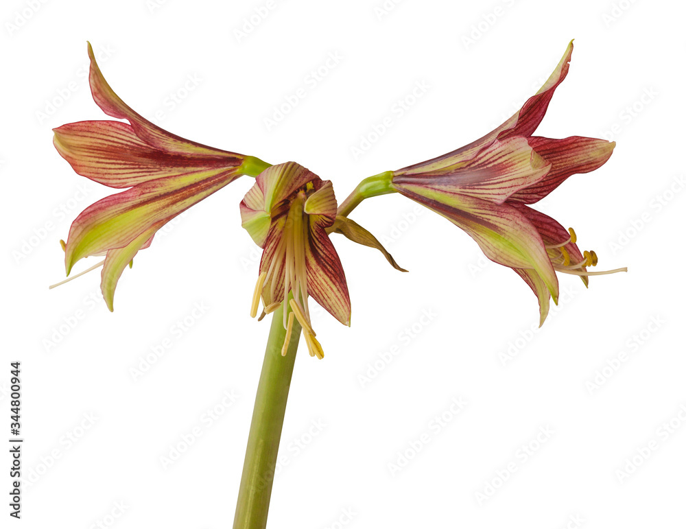 Hippeastrum (amarillis) green and red Butterfly group "Mystica" on a ...