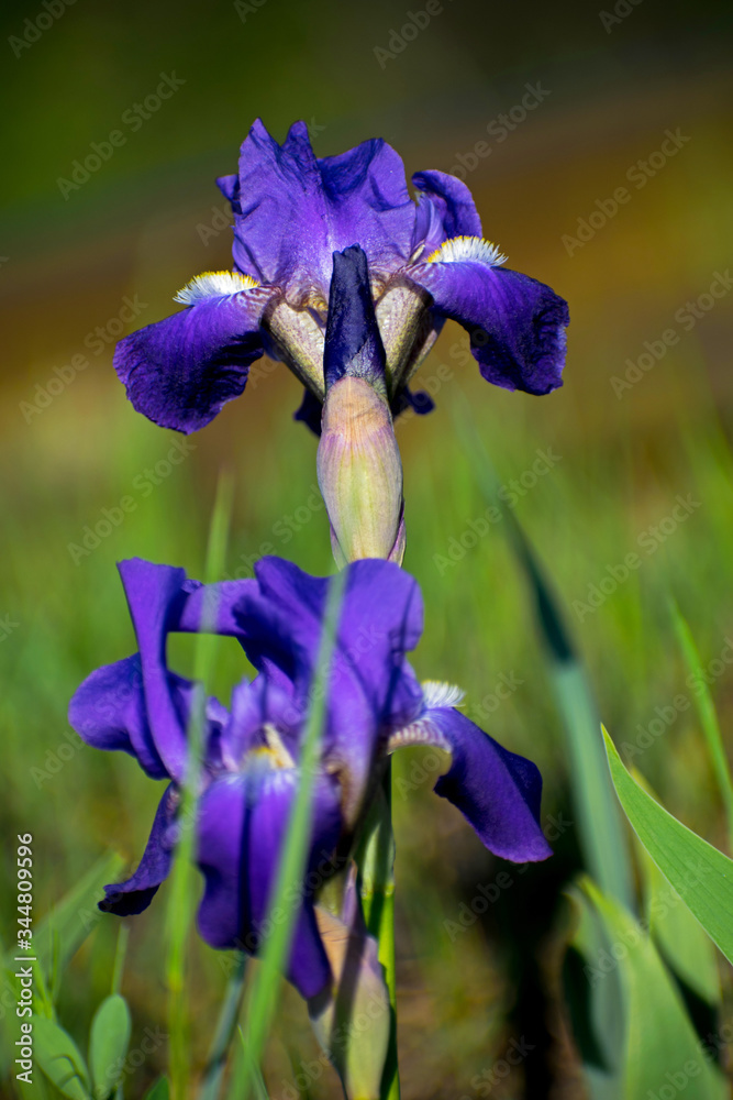 Purple Iris.Iris versicolor is also commonly known as the blue flag ...