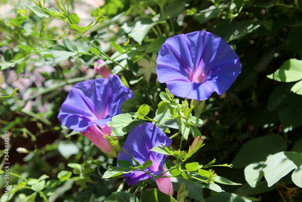 Flor morada llamada la campanita morada, batatilla de Indias o ...