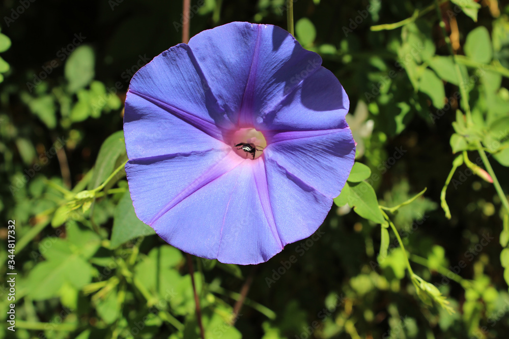 Foto de Flor morada llamada la campanita morada, batatilla de Indias o ...