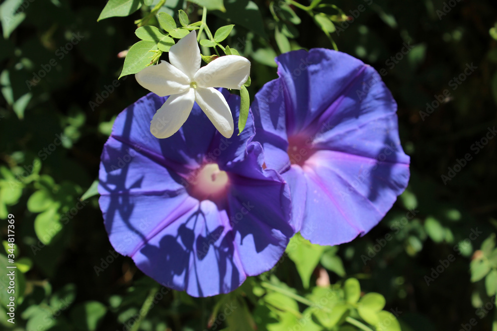 Flor morada llamada la campanita morada, batatilla de Indias o ...